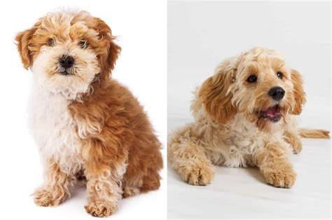 Image result for Cavapoo vs Havapoo
