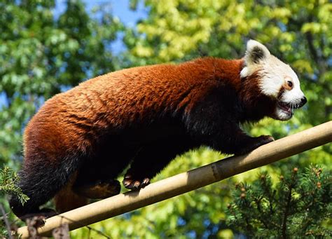 Image result for Red Panda Side View