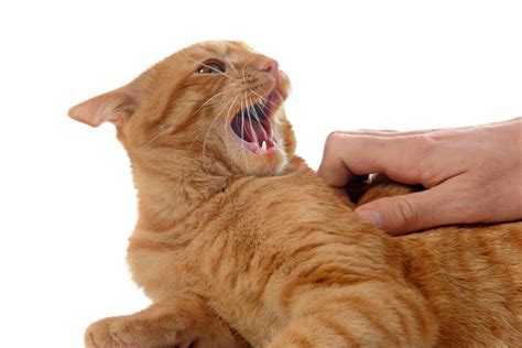 Image result for Cat Training Hand Aggression