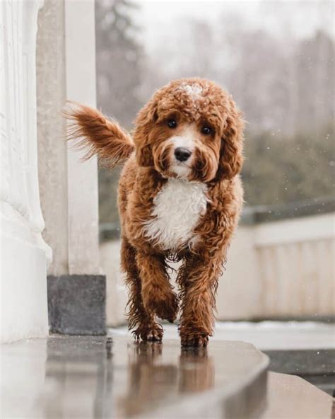 Image result for Cavapoo Haircuts