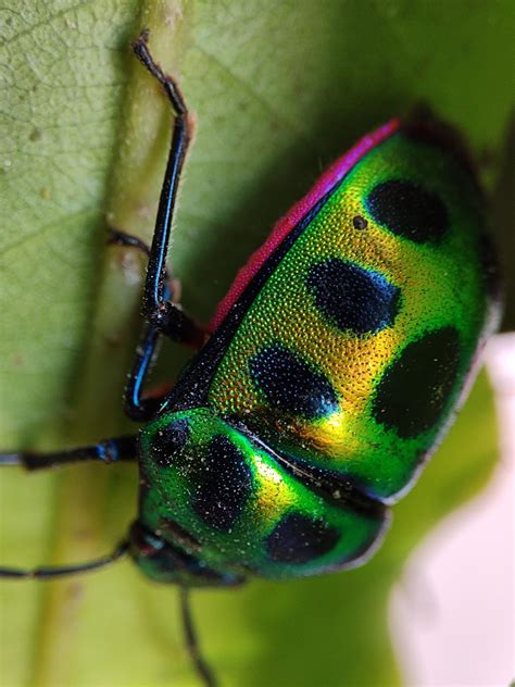 Image result for Colorful Bugs Insects