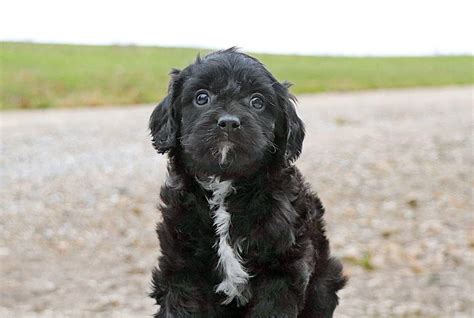 Image result for Red and White Cavapoo