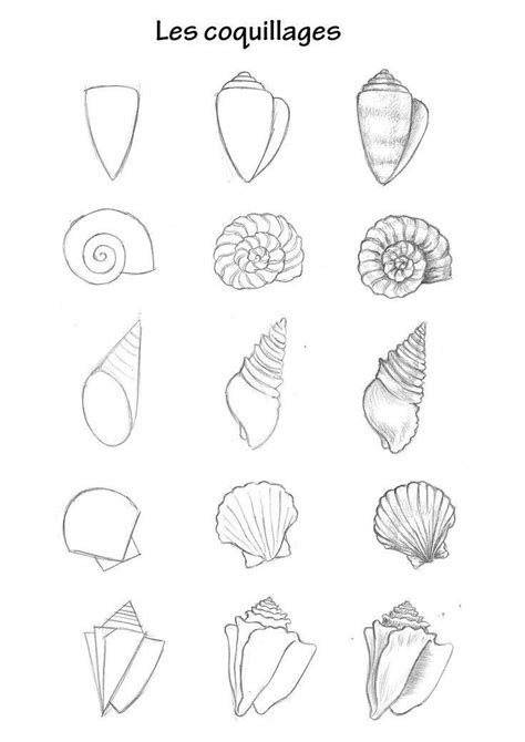 Image result for Seashell Shape Drawing Basic