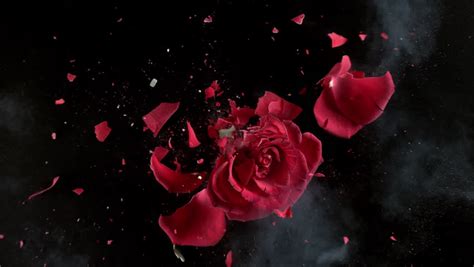 Image result for Slow Motion Exploding Seeds