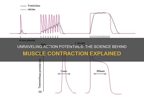Image result for Action Potential Muscle Contraction