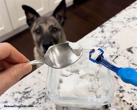 Image result for Homemade Toothpaste for Dogs
