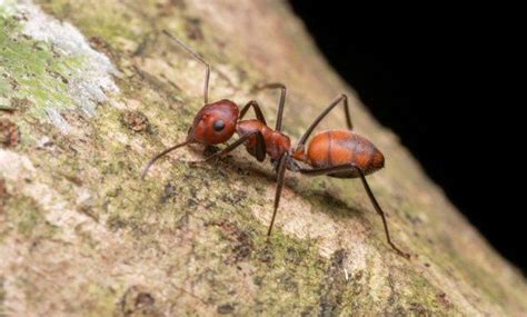 Image result for Exploding Animal Prank