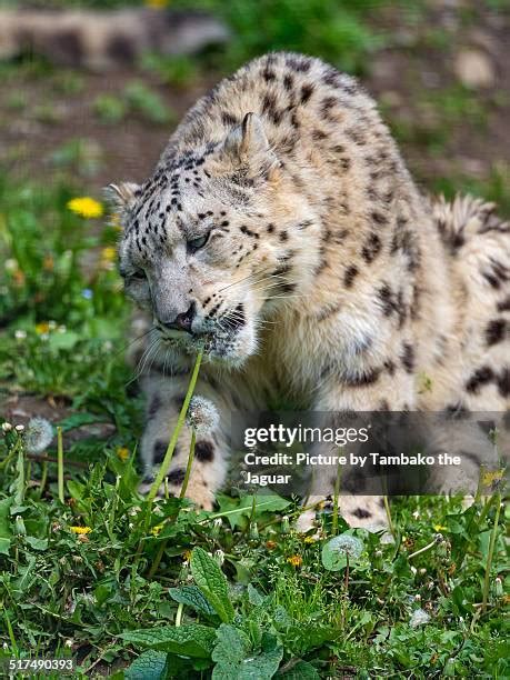 Image result for Snow Leopard Eating