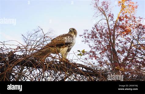 Image result for Red Tail Hawk Caatching Squirrel