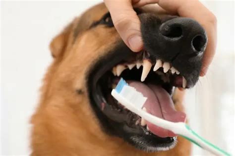 Image result for Toothpaste Flavors