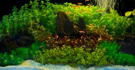 Image result for How to Grow Java Moss