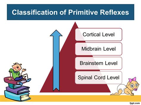 Image result for And Are Examples of Primitive Reflexes