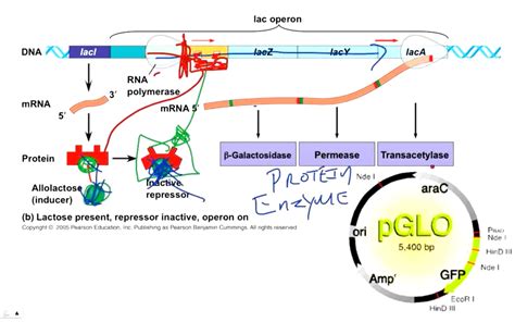 Image result for Operon System