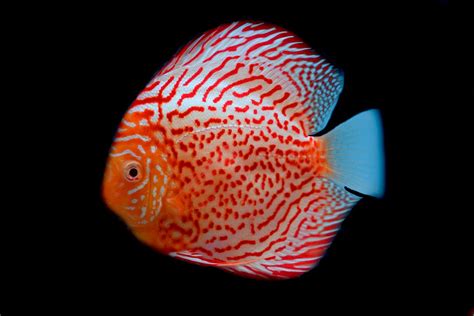 Image result for Rarest Fish Discus