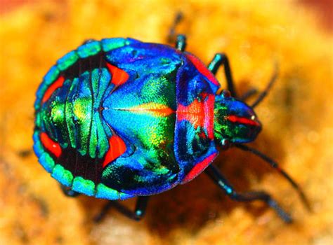 Image result for Colorful Bugs Insects