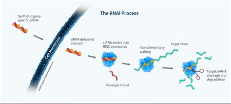 Image result for RNA Interference