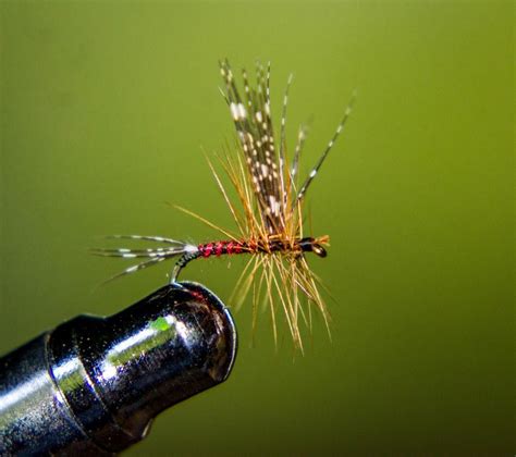 Image result for Red Quill Fly Pattern