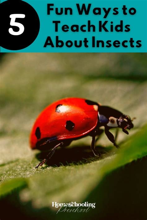 Image result for Insects Lessons