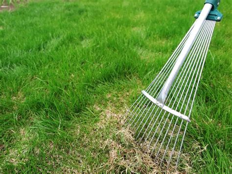 Dethatching St Augustine Grass