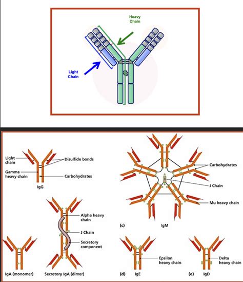 Image result for Humoral Immunity Complement System