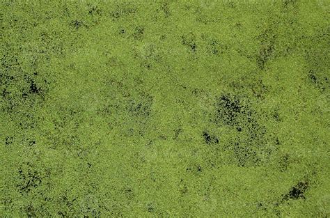 Image result for Minecraft Swamp Water Texture