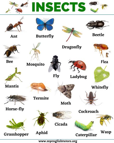 Image result for Insects and Names