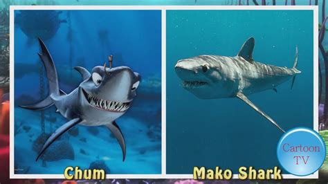 Image result for Finding Nemo Real Life