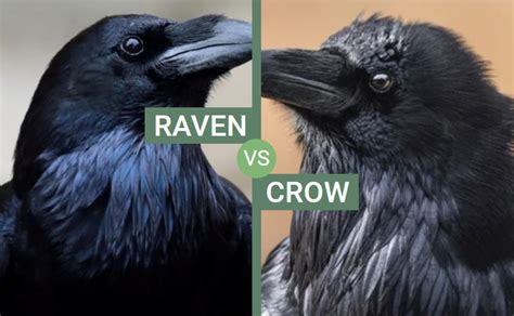 Image result for Crow Vs Raven Differences