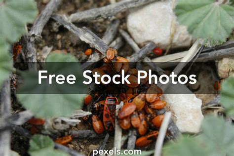 Image result for Insects Group