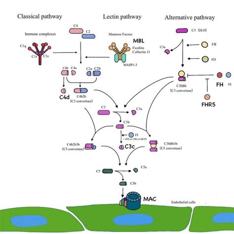 Image result for The Common Pathway Complement System