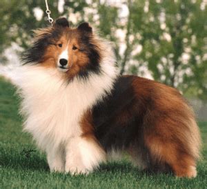 Image result for Sheltie Color Chart