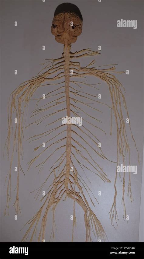 Image result for Nervous System Dissection