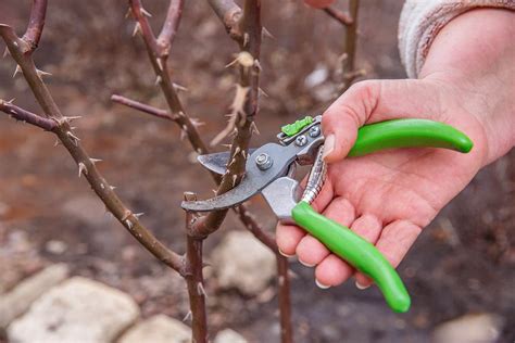 Image result for Pruning Shrub Roses in Spring