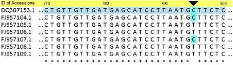 Image result for DNA Multiple Sequence Alignment