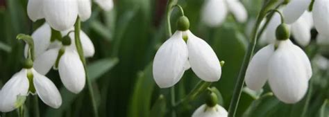Image result for Snowdrop Varieties