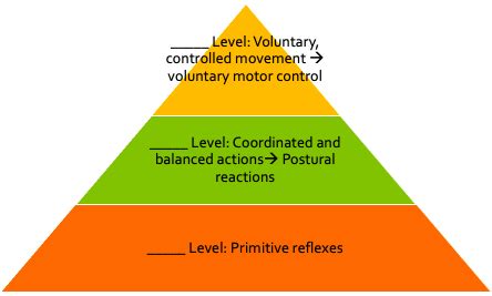 Image result for Infant Reflex Development