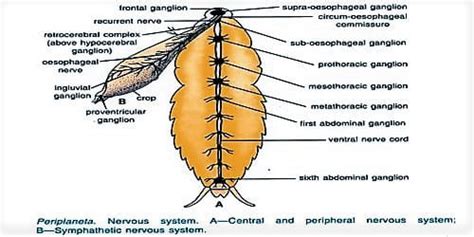Image result for Cockroach Nervous System