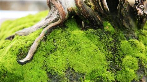 Image result for DIY Java Moss Bonsai Tree