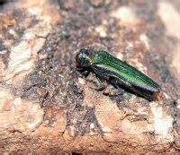 Image result for Ash Tree Bug