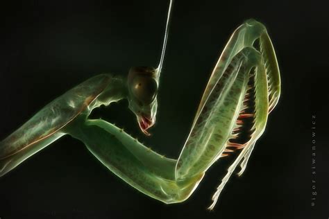 Image result for Cool Insects