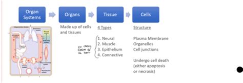Image result for Control Systems Example Physiology