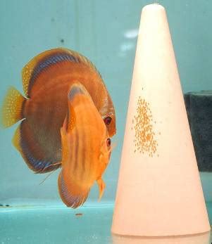 Image result for Discus Fish Breeding