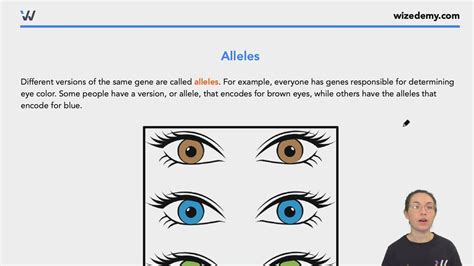 Image result for Eye Color Inheritance Pattern