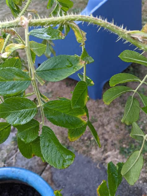 Image result for Rose Bush Problems