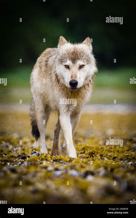 Image result for Grey Wolves Alaska