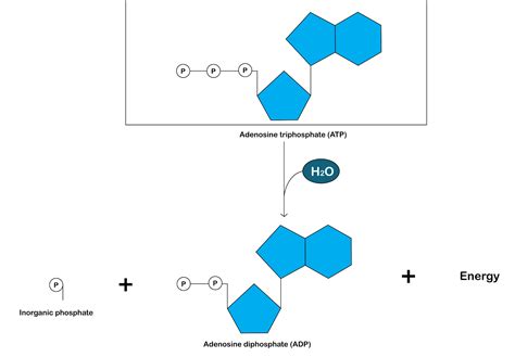 Image result for ADP Full Form