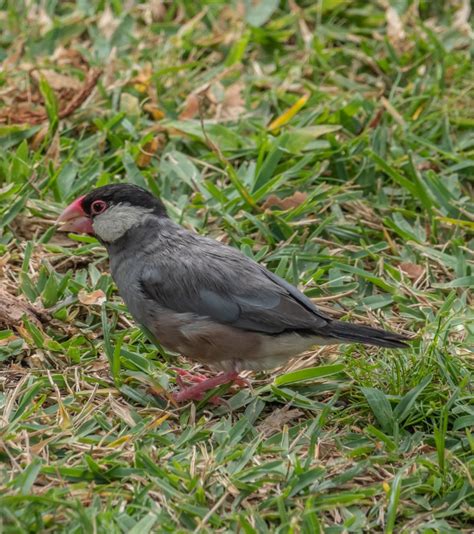 Image result for Java Sparrow Calls