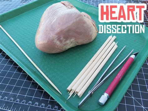 Image result for Human Heart Dissection