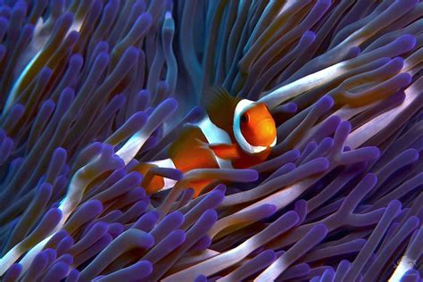 Nemo Clownfish - Facts and Photographs | Seaunseen