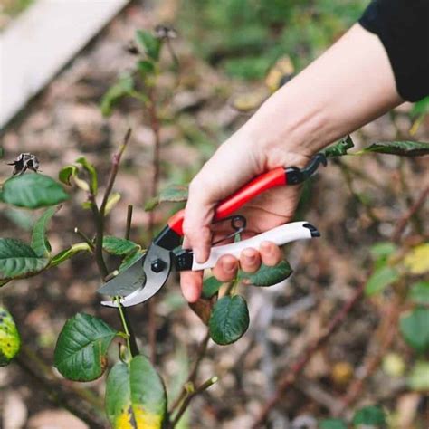 Image result for Pruning Knockout Roses for Spring